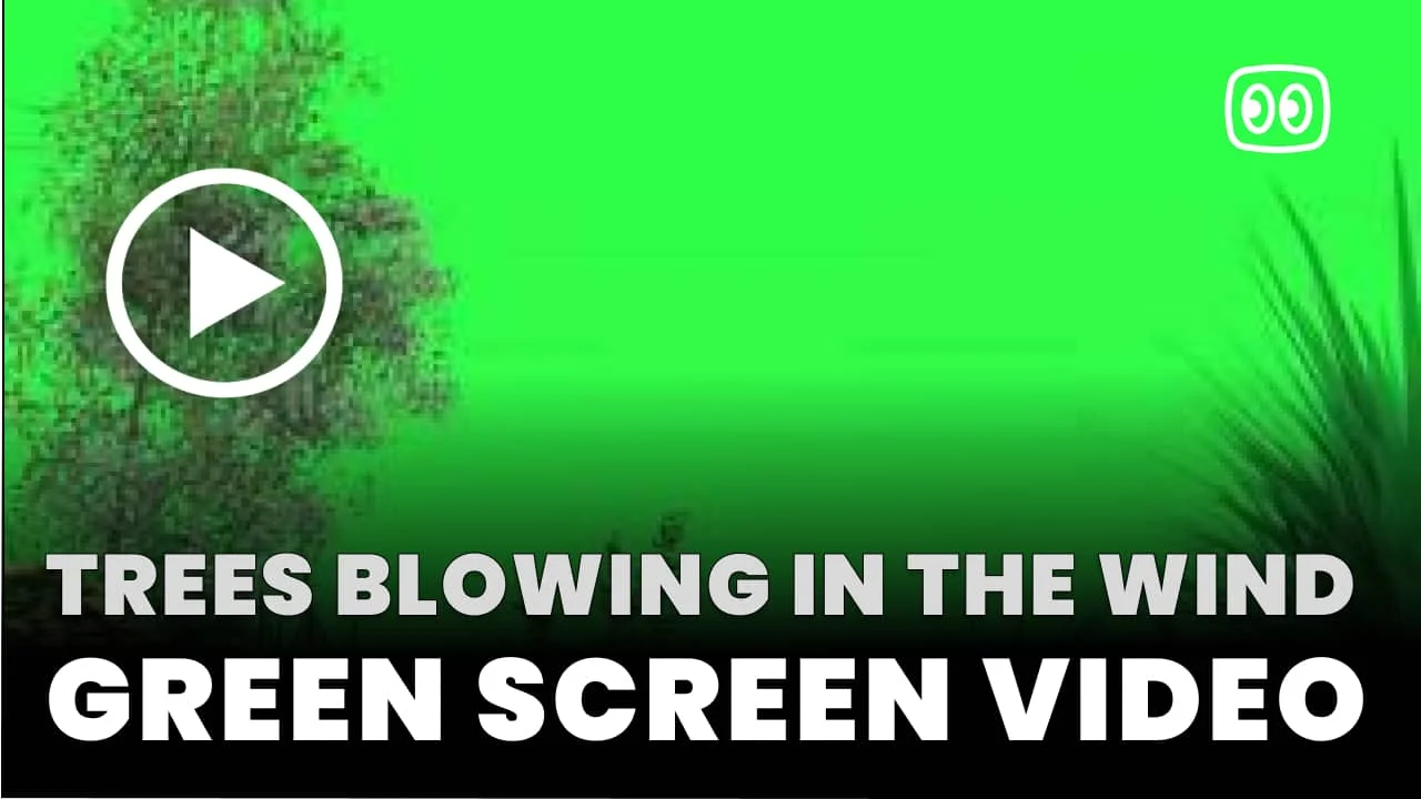 trees blowing in the wind Green Screen - Video Download MP4