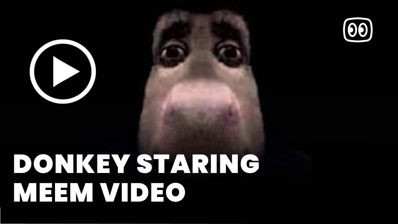 Donkey Staring Meme - Green Screen Memes