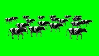 Cow Stampede Green Screen - Video Download MP4