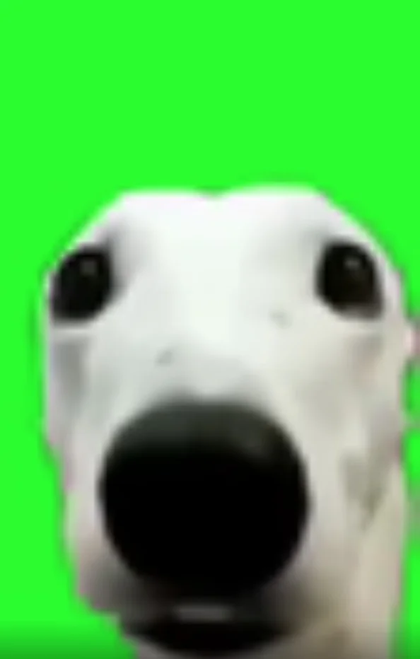Dog Shivering Green Screen - Video Download MP4
