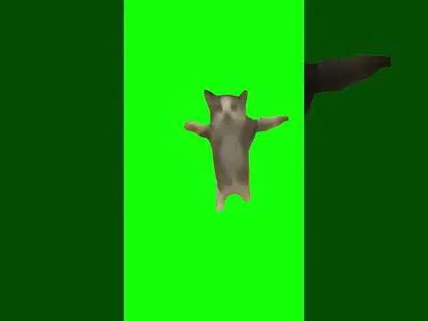 Cat Jumping Up and Down Green Screen - Video Download MP4