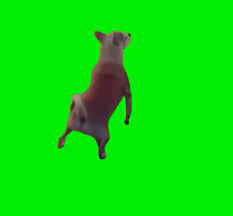 dog-twerking-meme-green-screen - Green Screen Memes