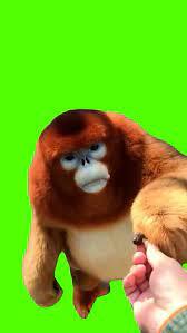golden-snub-nosed-monkey-eating-berries-green-screen - Green Screen Memes