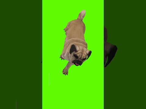 dog-walking-funny-green-screen - Green Screen Memes