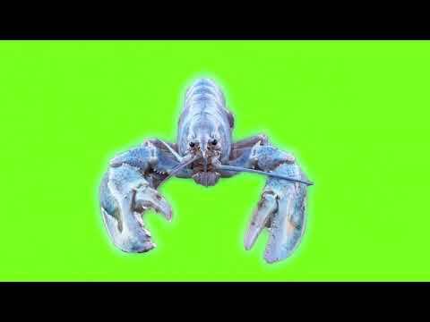 blue-lobster-jumpscare-green-screen - Green Screen Memes