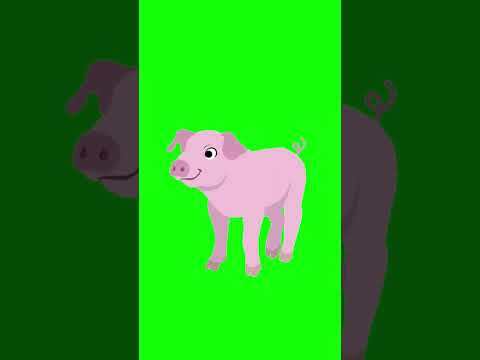 pigs-green-screen - Green Screen Memes