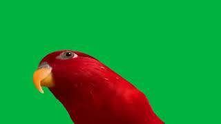 red-birb-bye-bye-green-screen - Green Screen Memes