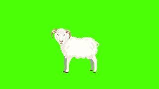 sheep-animation-green-screen - Green Screen Memes