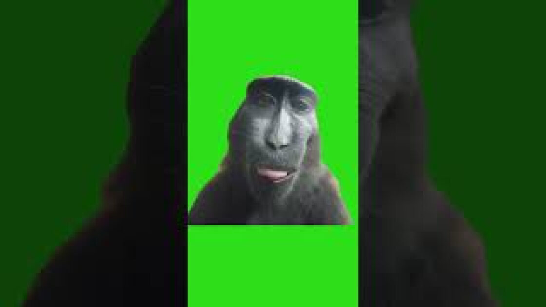 Rizz monkey Smiling green screen - Green Screen Memes