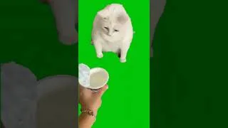 Loudest Cat Burp Meme Green Screen - Down