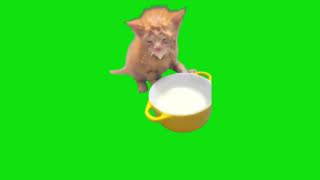 Kitten Drinking Milk With Face Meme Green screen - Green Screen Memes