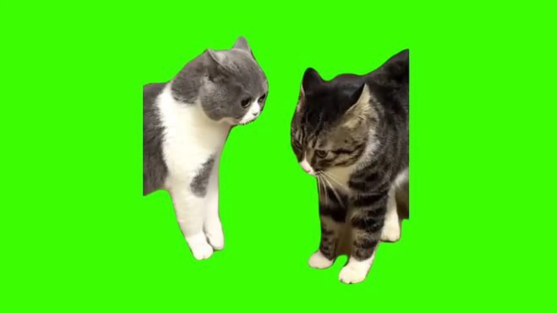 Cats Talking Green Screen Meme - Video Download MP4
