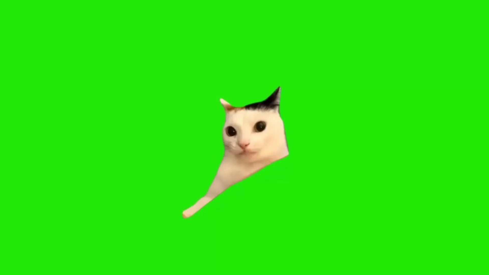 Awkward cat meme green screen - Video Download MP4