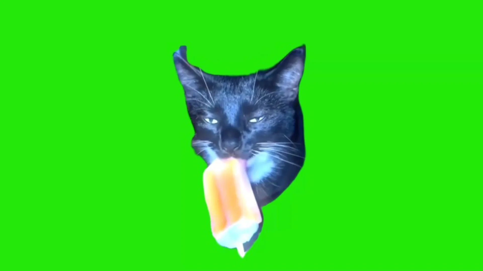 Cat licking ice cream meme green screen - Video Download MP4