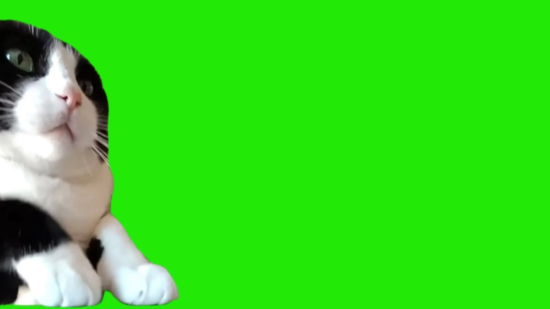 Dancing cat meme green screen - Video Download MP4