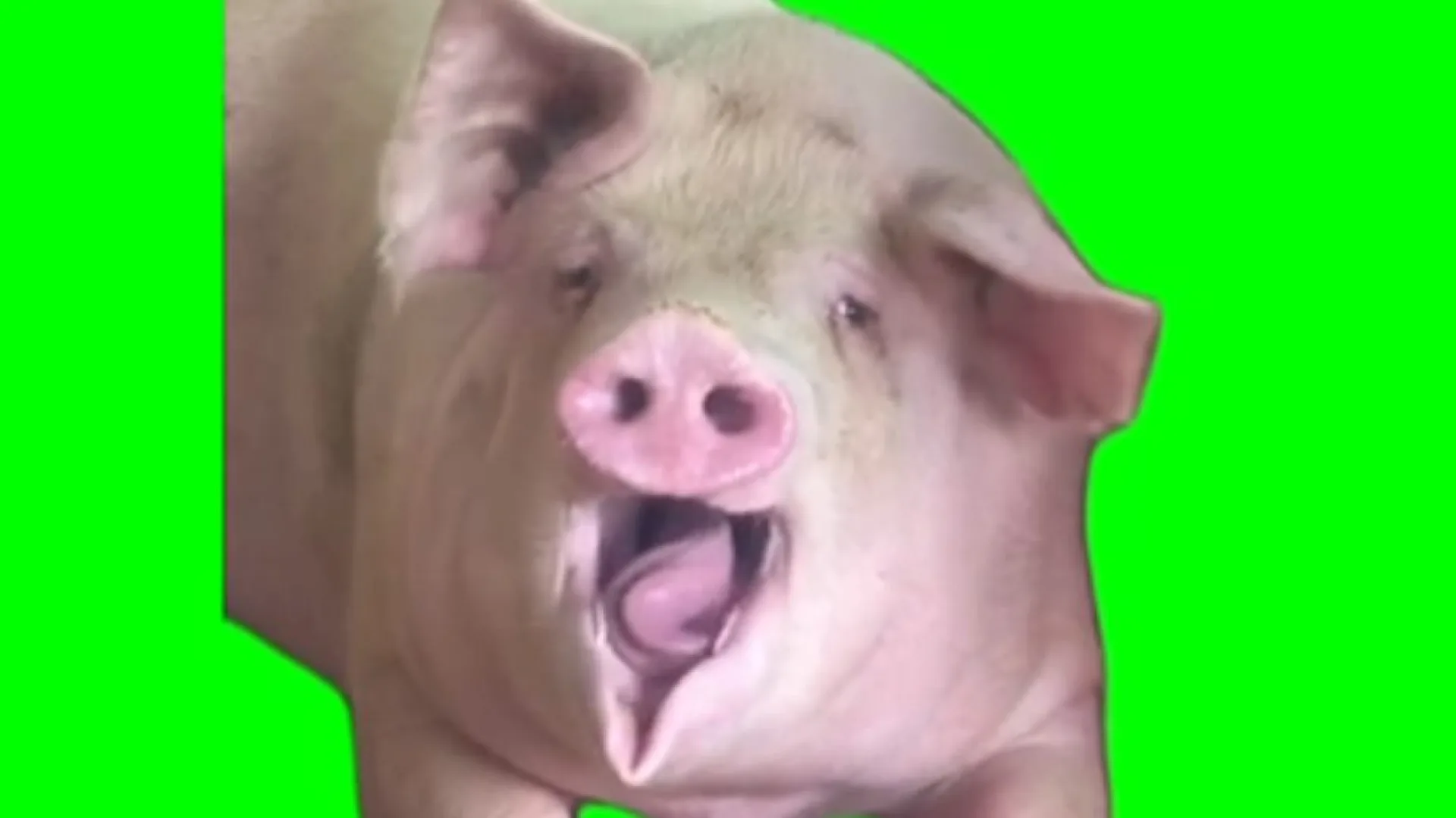 Yawning pig meme green screen - Video Download MP4