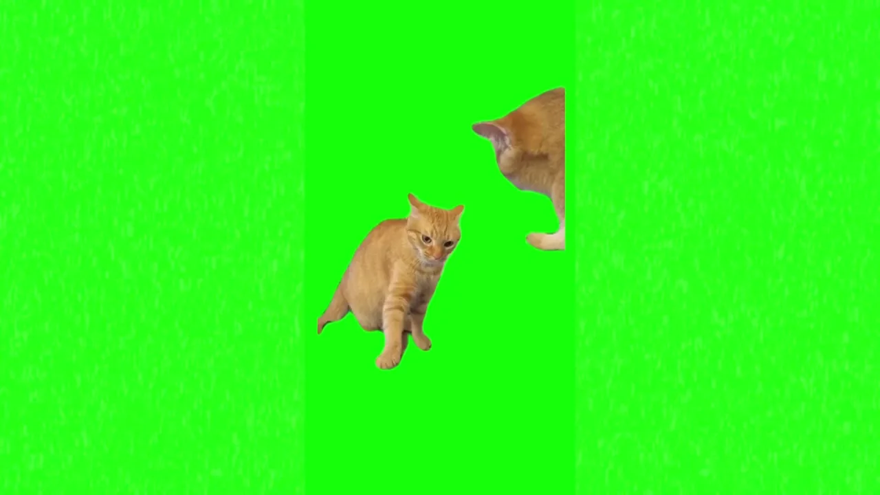 Cat hitting another cat fight meme green screen - Video Download MP4