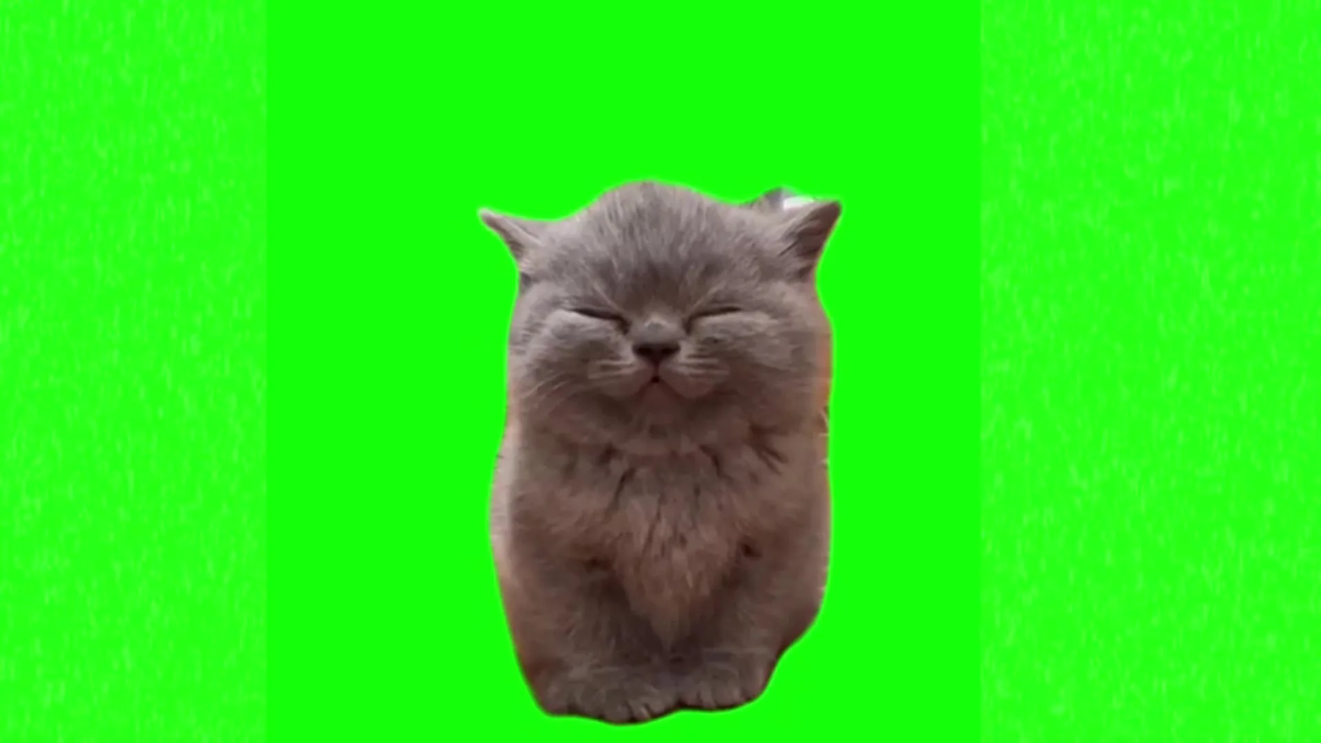 Cute kitten smiling meme green screen - Video Download MP4