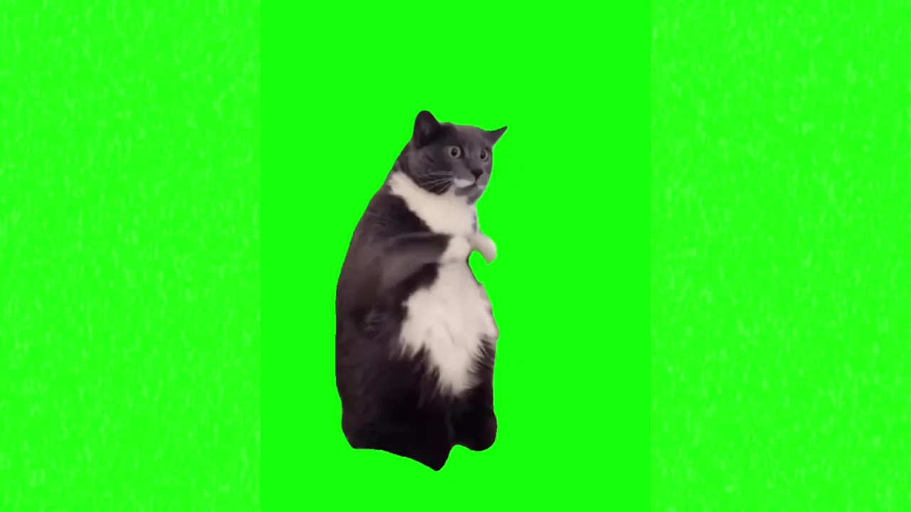 Shocked cat meme green screen - Video Download MP4