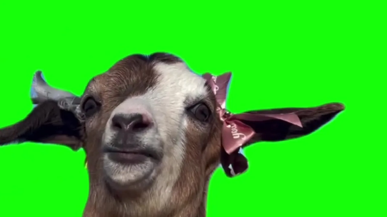 Goat talking meme green screen - Video Download MP4