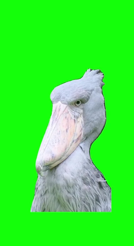 Stork saying hi meme Green Screen - Video Download MP4