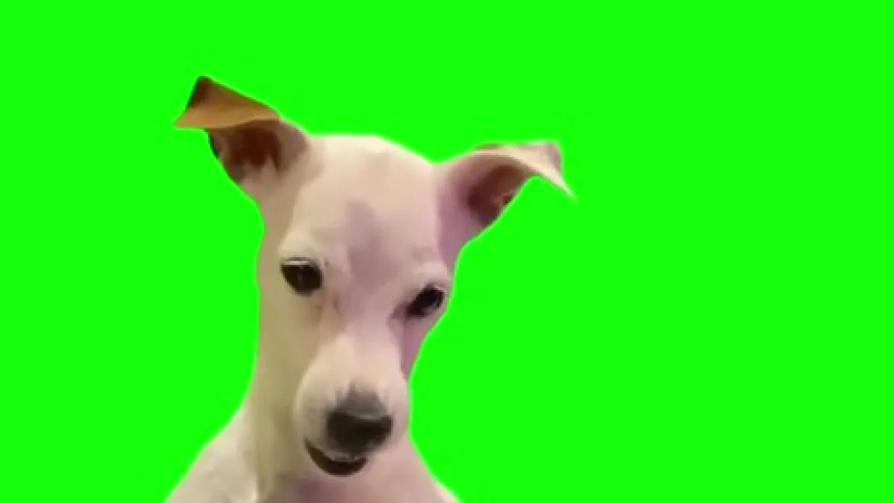 Angry Dog Meme green screen - Video Download MP4