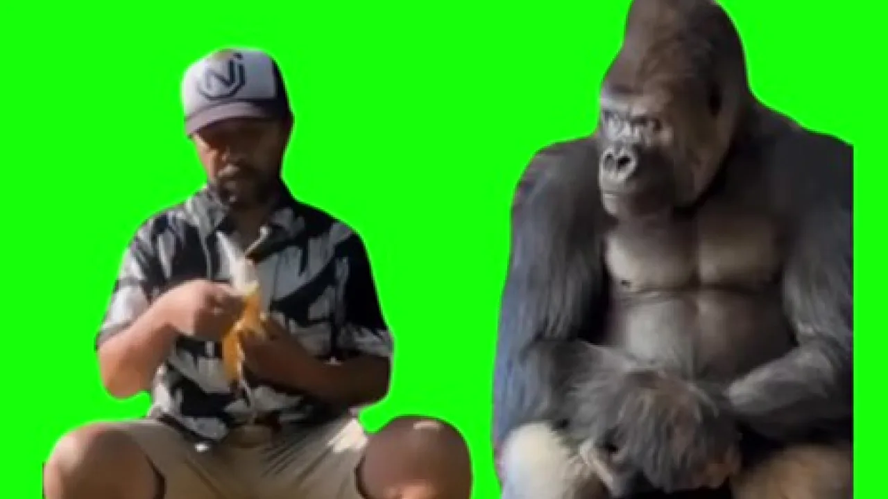 Man eating banana meme green screen - Video Download MP4
