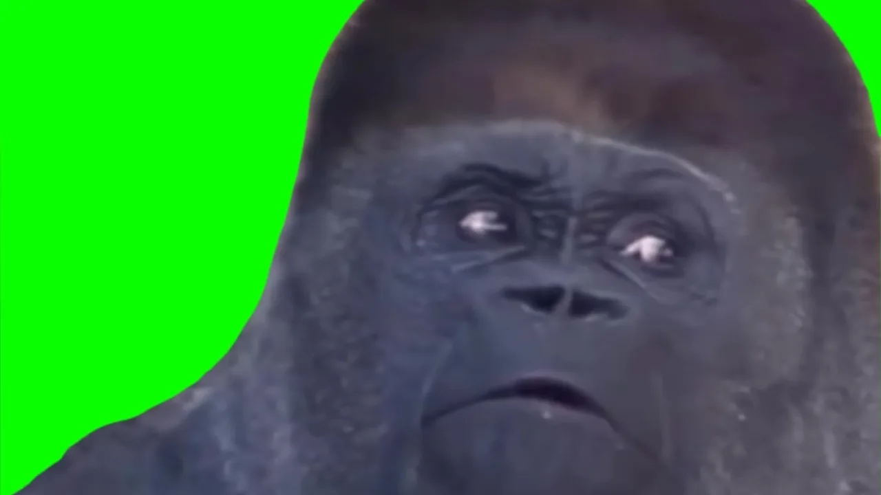 Shocked cat meme green screen - Video Download MP4