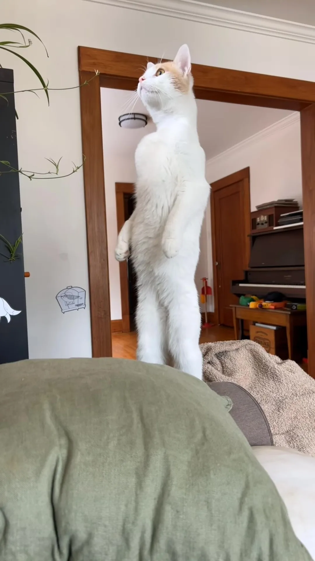 Cat staring meme - Video Download MP4