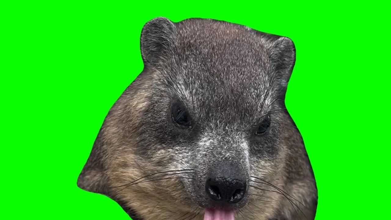 Sweaty Speedrunner Green Screen - Video Download MP4