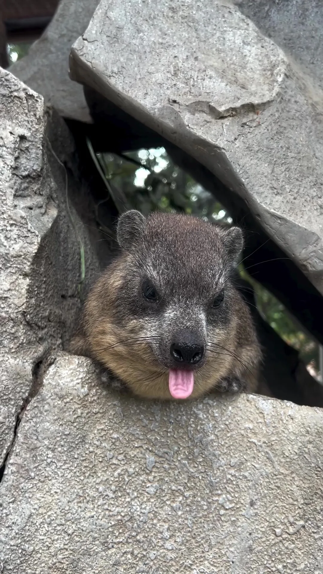 Sweaty Speedrunner Green Screen - Video Download MP4