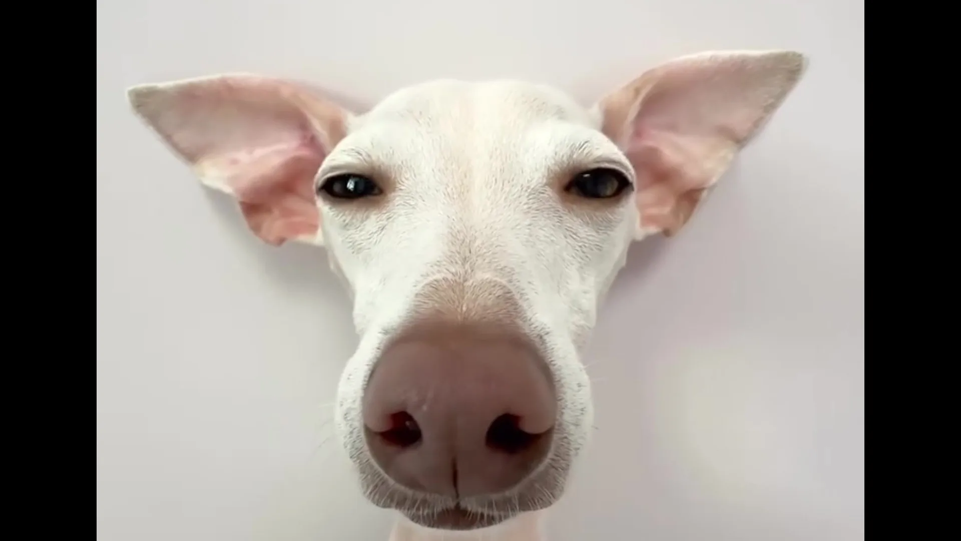 Dog Vibing meme - Video Download MP4