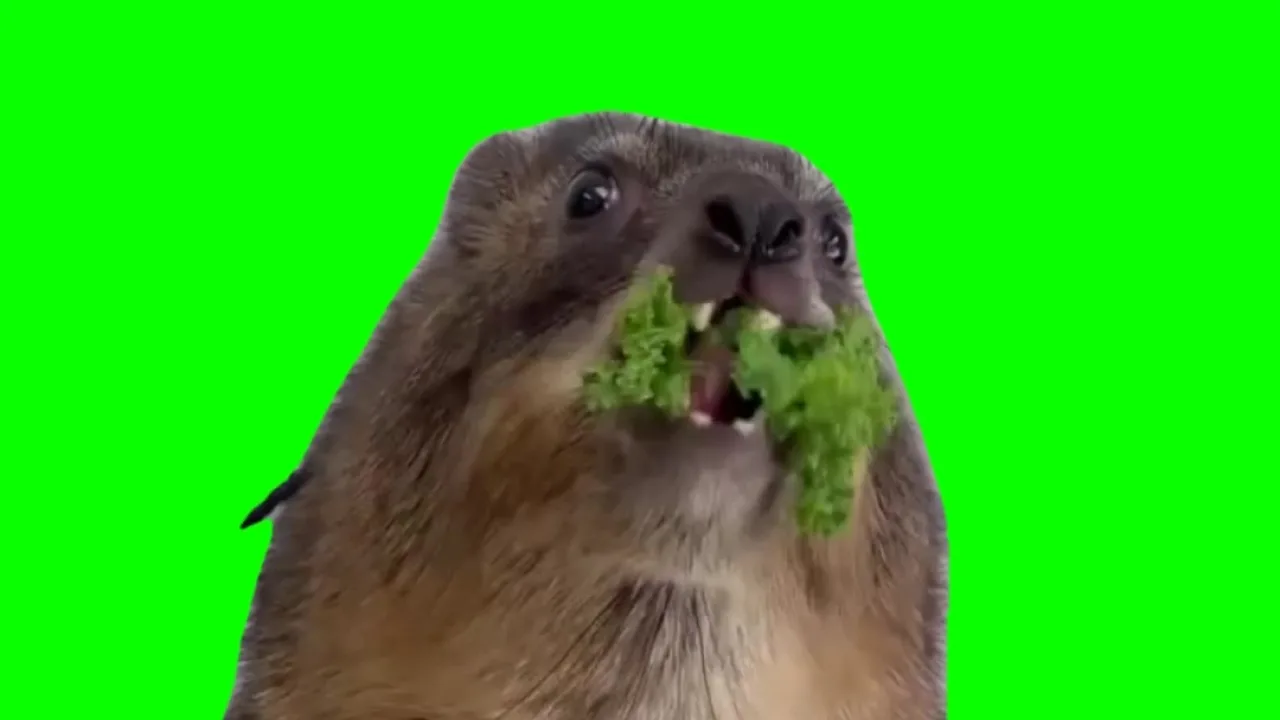 Hyrax eating green screen - Video Download MP4