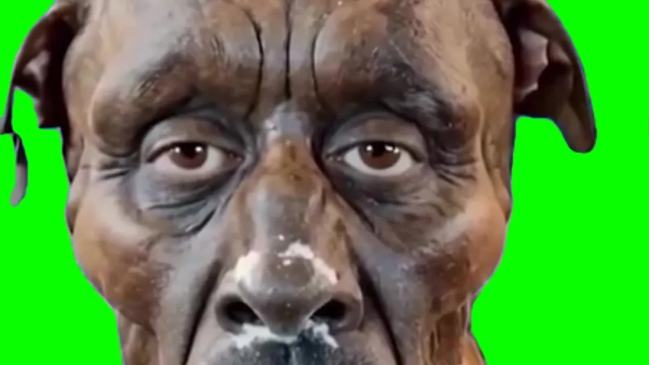 Rizz dog meme green screen - Video Download MP4