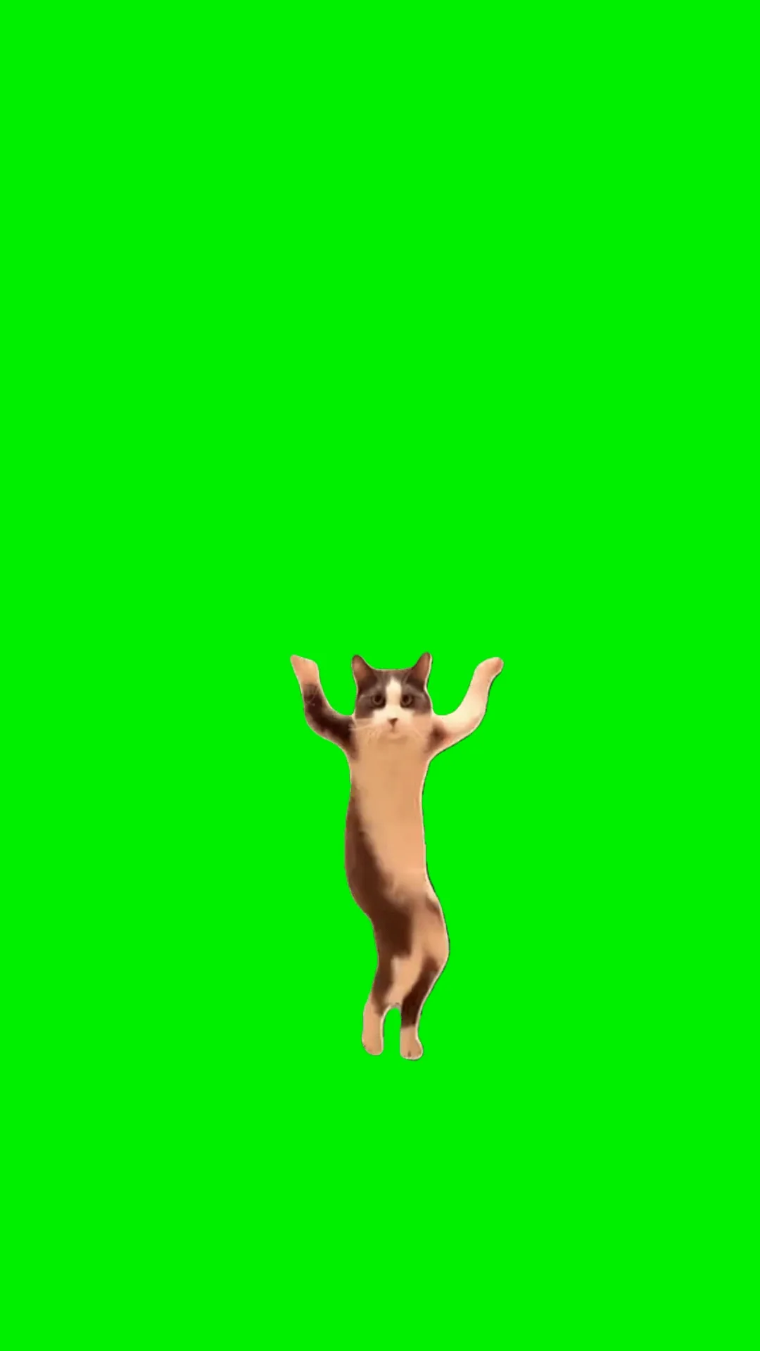 Dancing Cat Meme Green Screen - Video Download MP4