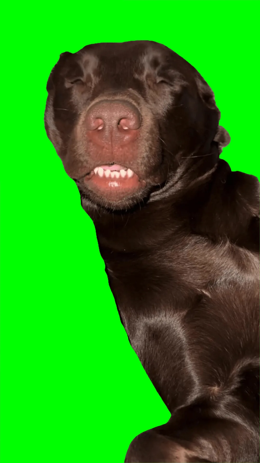 Angry Dog Meme green screen - Video Download MP4