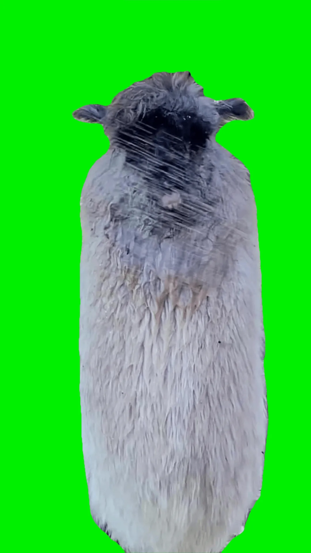 Lama Singing Meme Green Screen - Video Download MP4