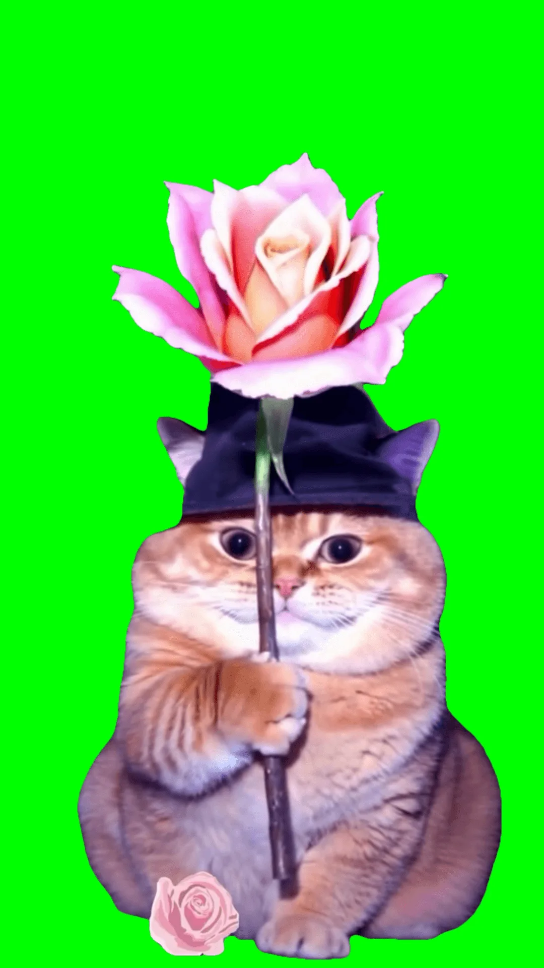 Wizard Cat with a Rose green screen - Video Download MP4