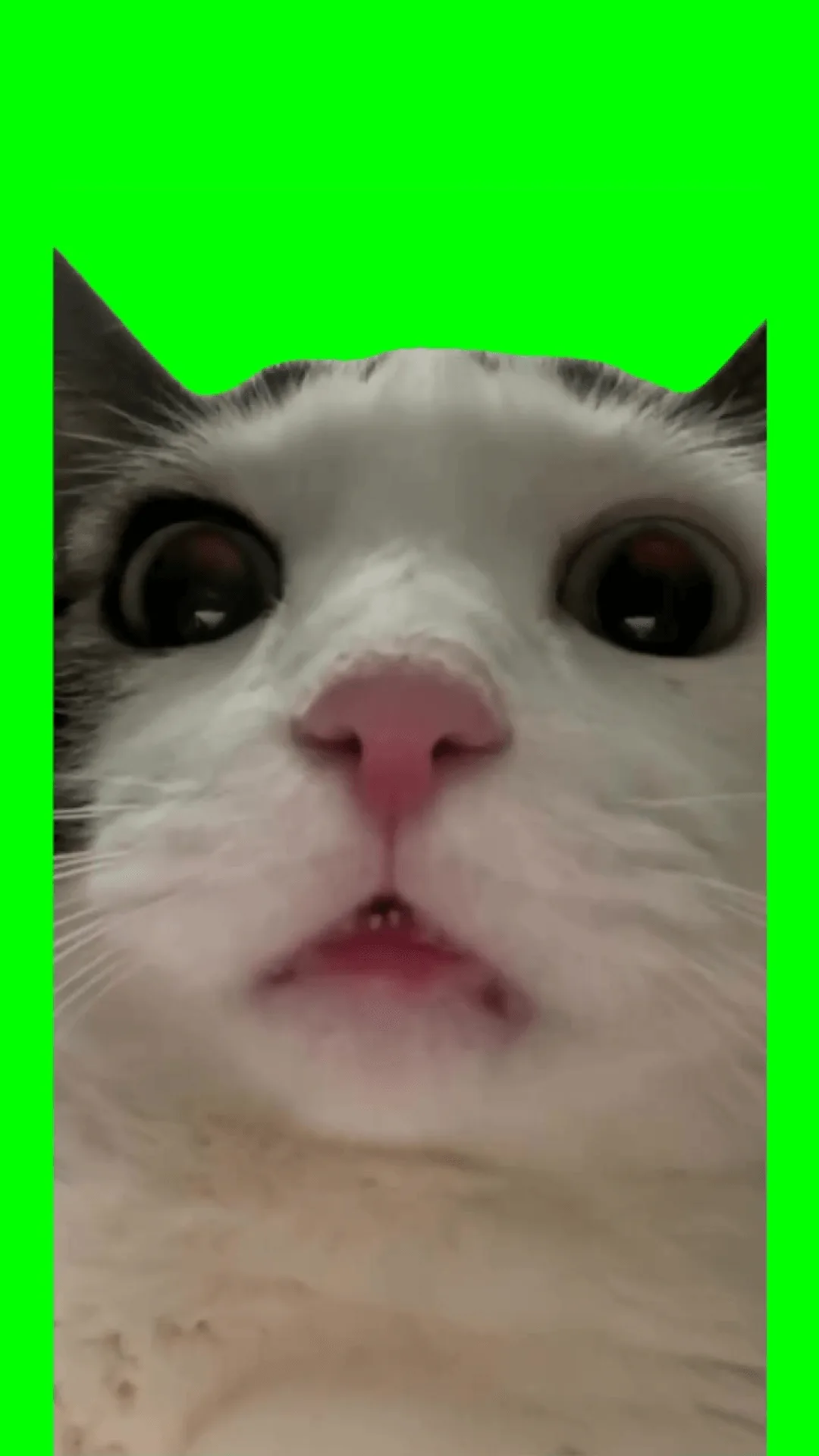 Cat whispering meme green screen - Video Download MP4