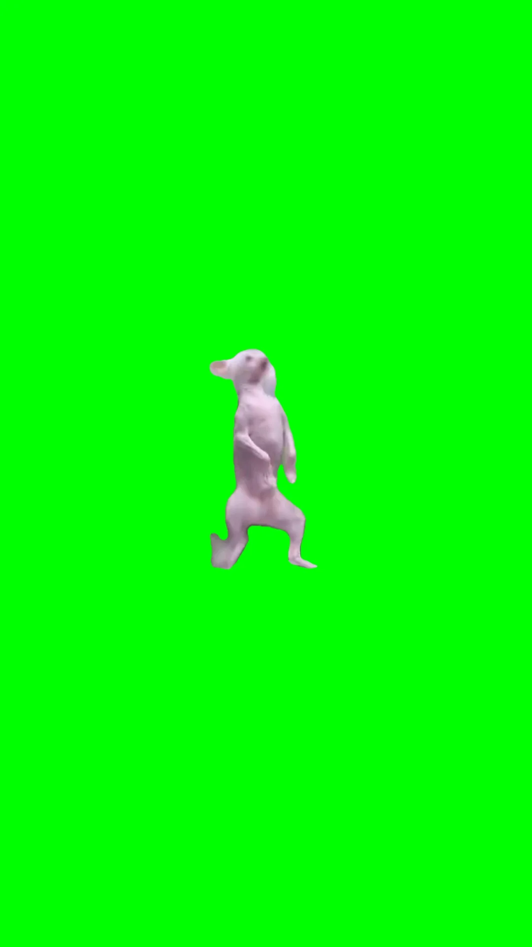 Dog dancing Meme Green Screen - Video Download MP4