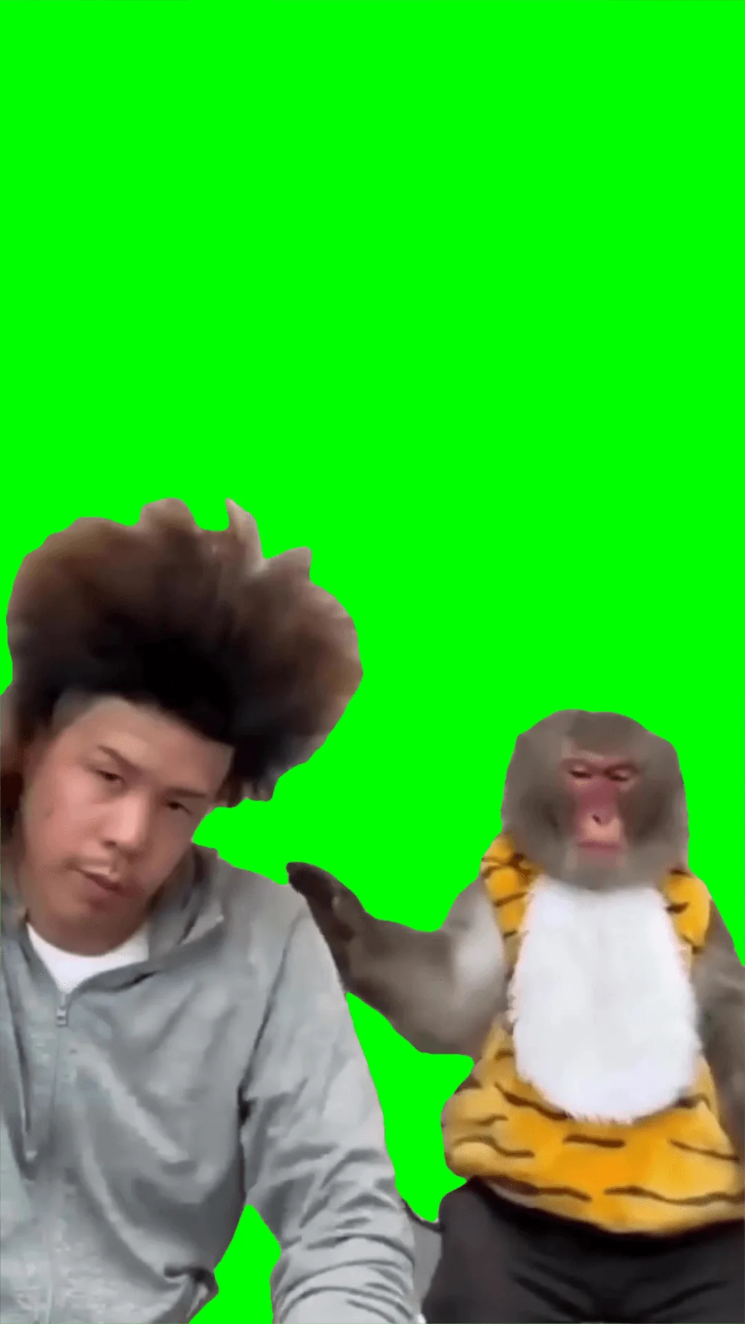 Suprised monkey meme green screen - Video Download MP4