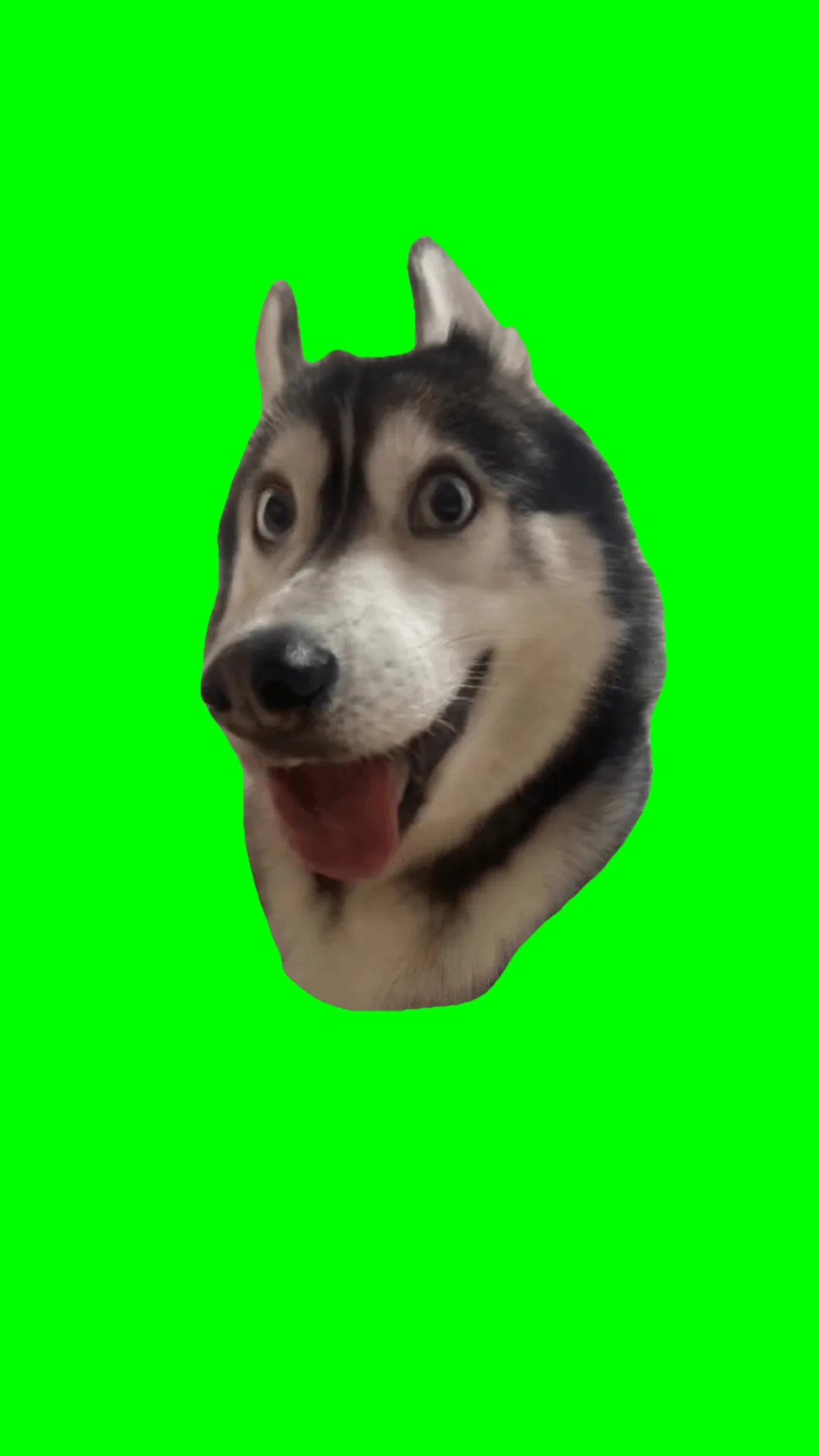 Xcited dog meme green screen - Video Download MP4
