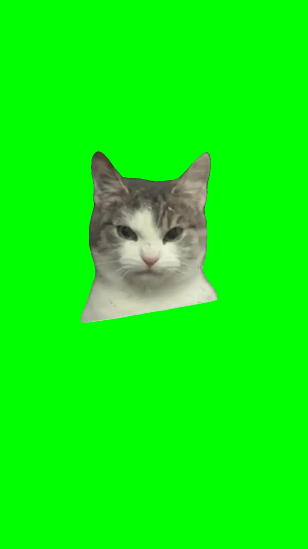 2 Cats Angry at Each Other meme Green Screen - Video Download MP4