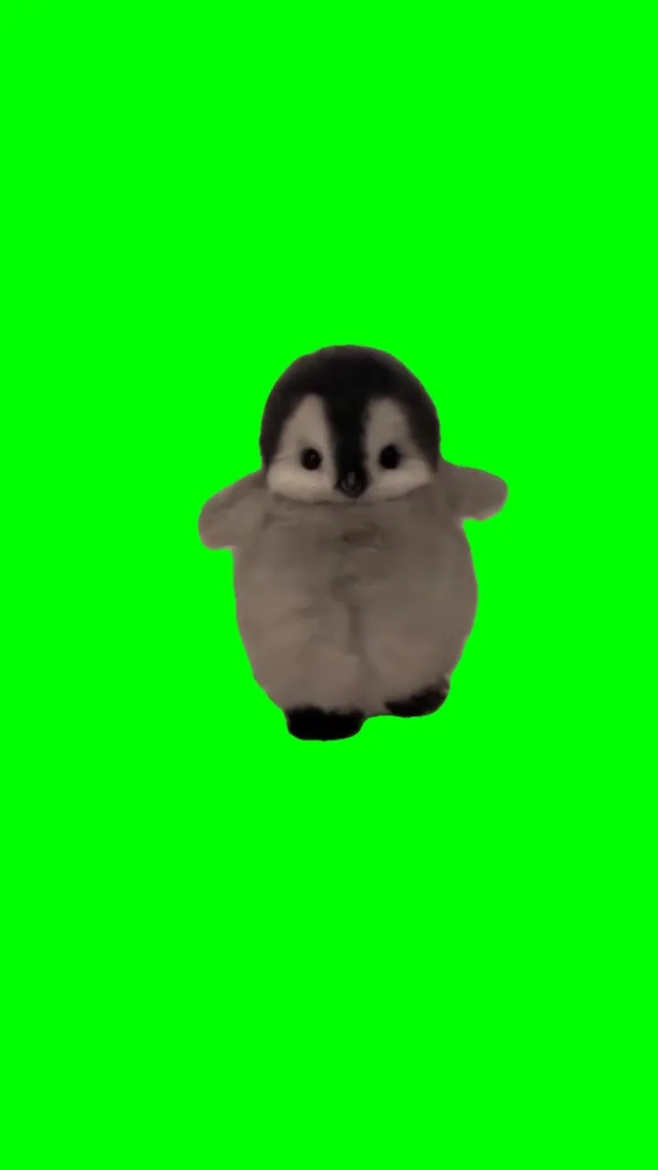 Baby penguin walking Meme Green Screen - Video Download MP4