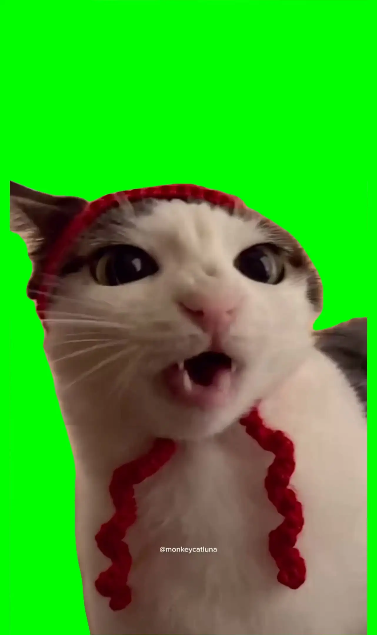 Cat dancing green screen - Video Download MP4