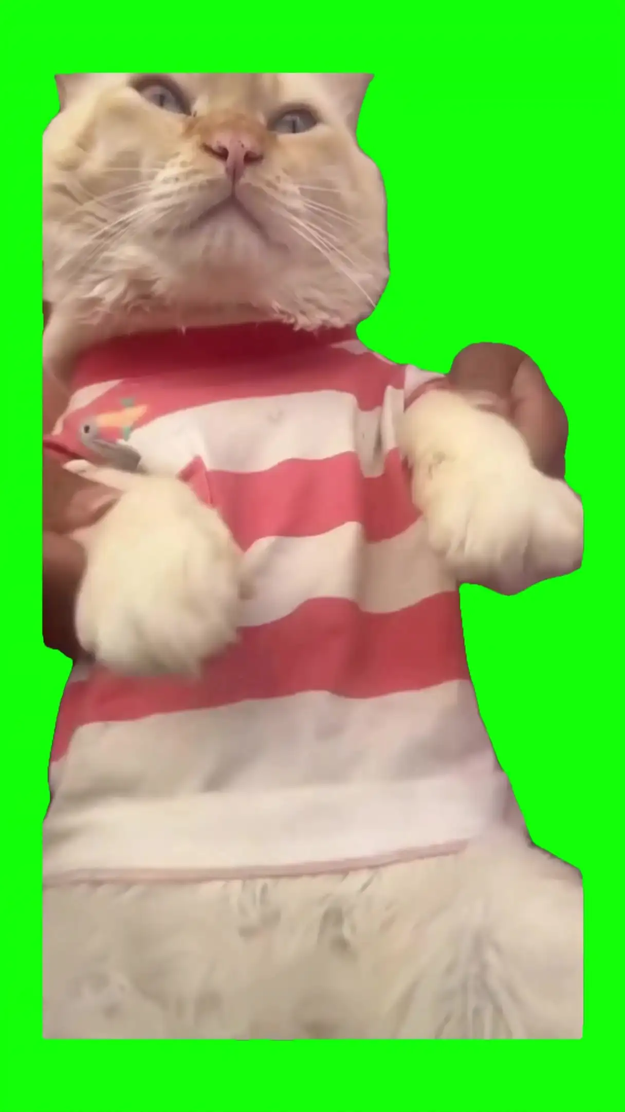 Eyes looking cat meme green screen - Video Download MP4