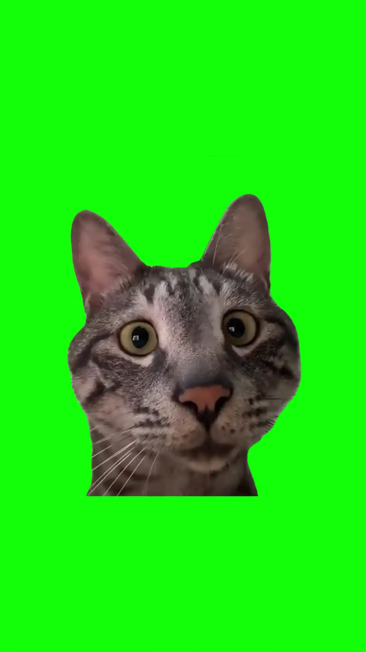 Cat biting meme green screen - Video Download MP4